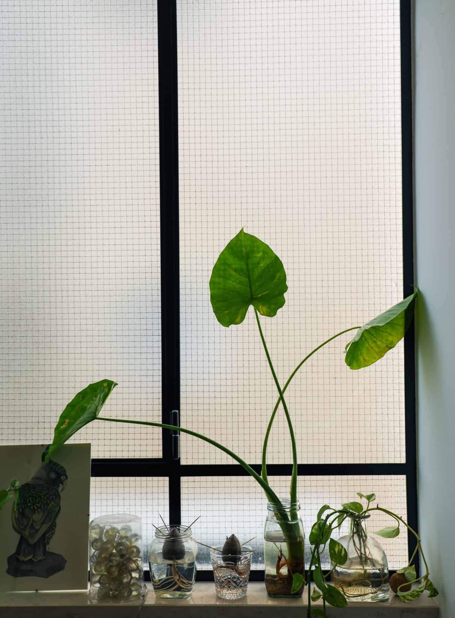 Using Root Hormone To Propagate Plants The Green Experiment Company using-root-hormone-to-propagate-plants-the-green-experiment-company