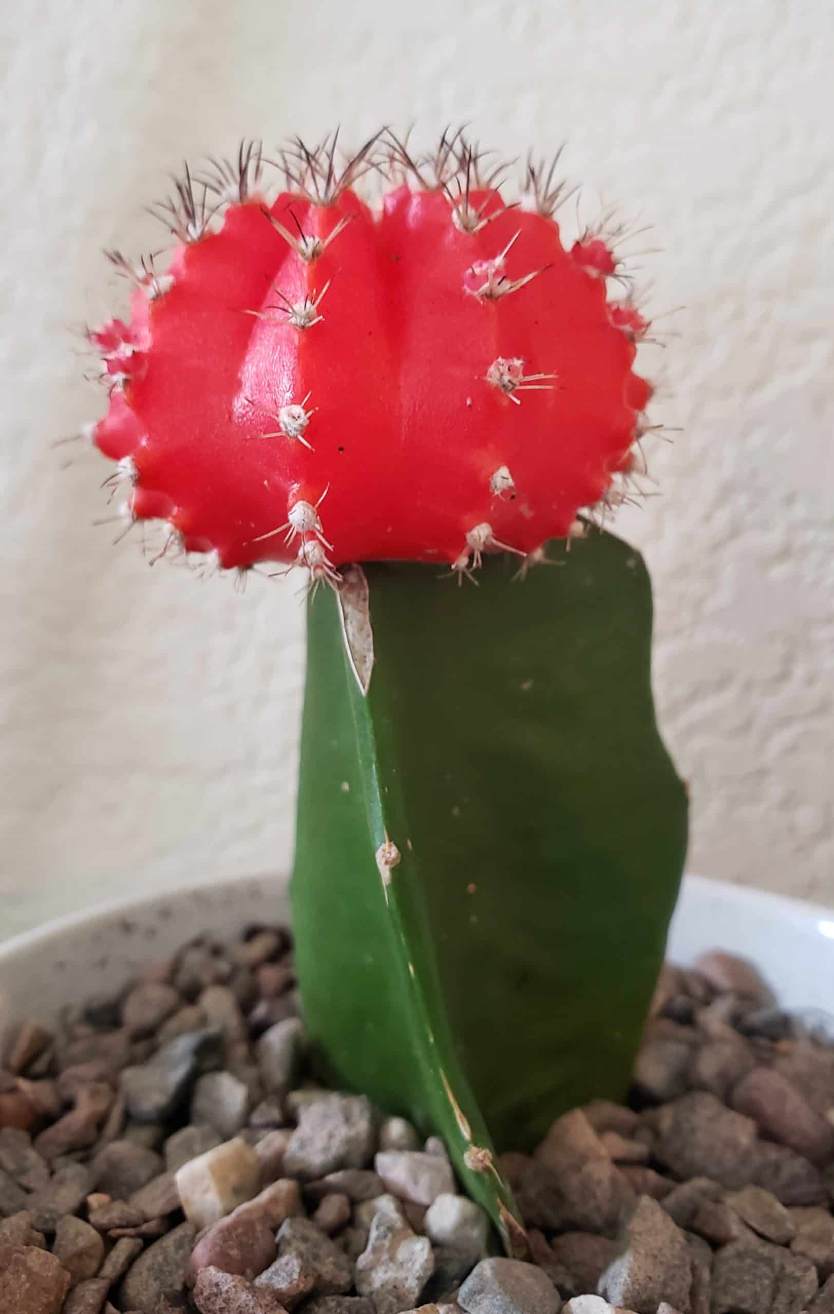 15 Best Succulents and Cacti to Grow Indoors – The Green Experiment Company