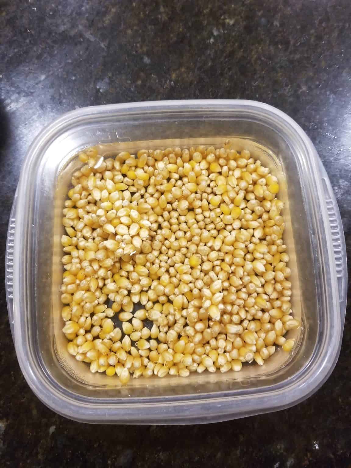 How to Grow Corn Shoots – The Green Experiment Company