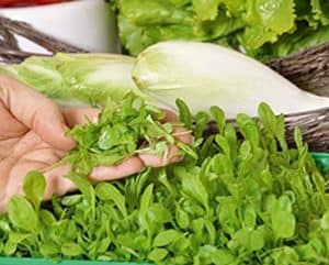 101 Types of Microgreens – The Green Experiment Company