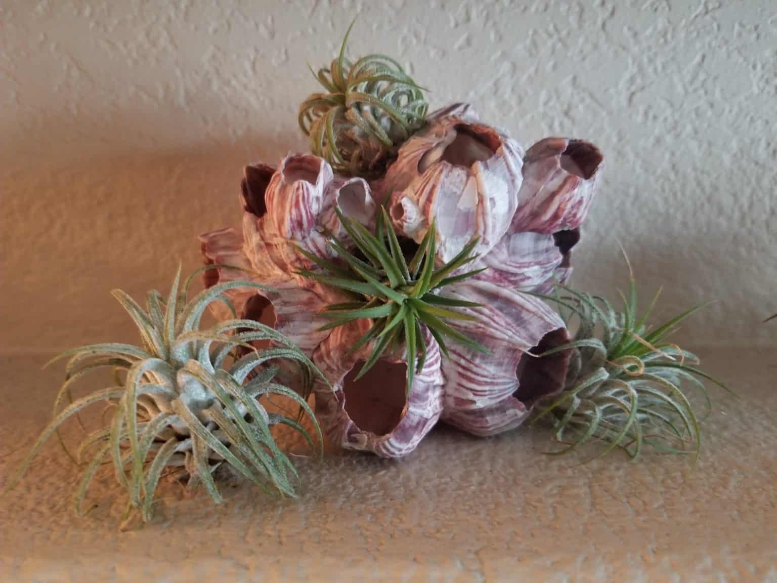 11 Air Plants For Your Home – The Green Experiment Company