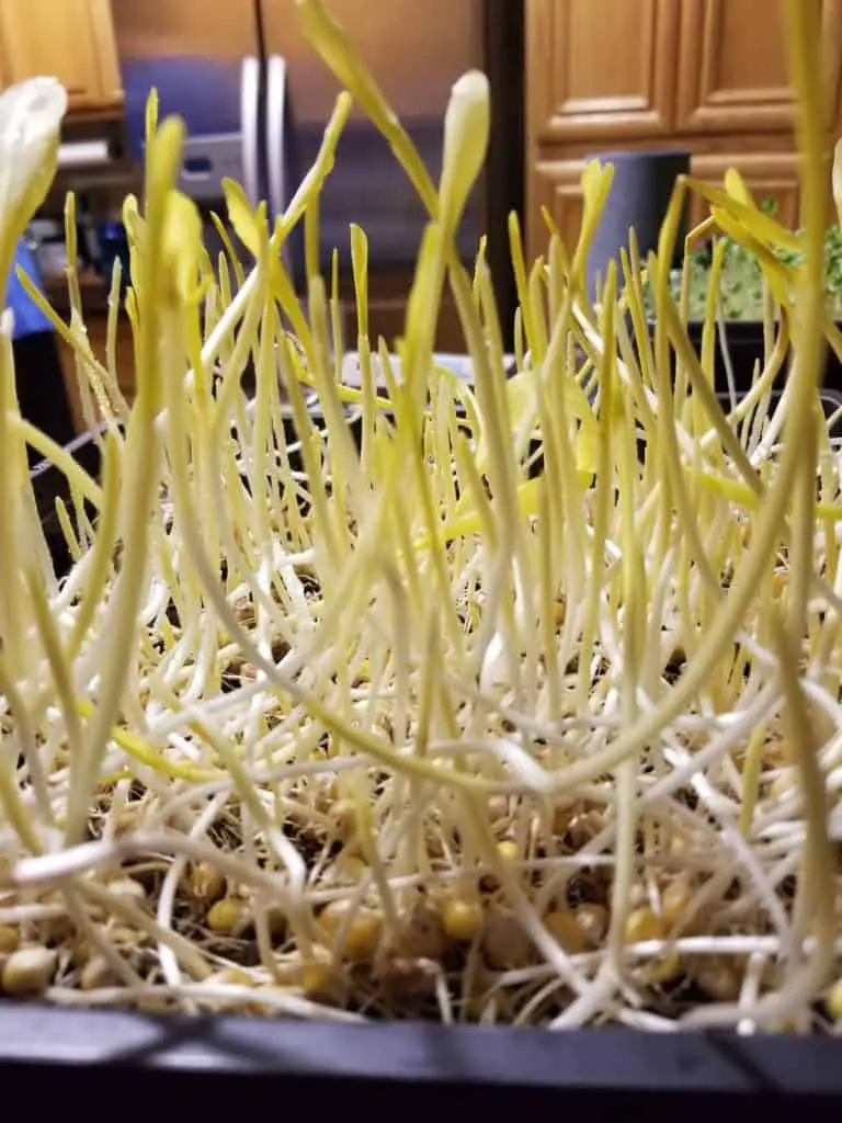 5 Of The Best Microgreens For Beginners – The Green Experiment Company