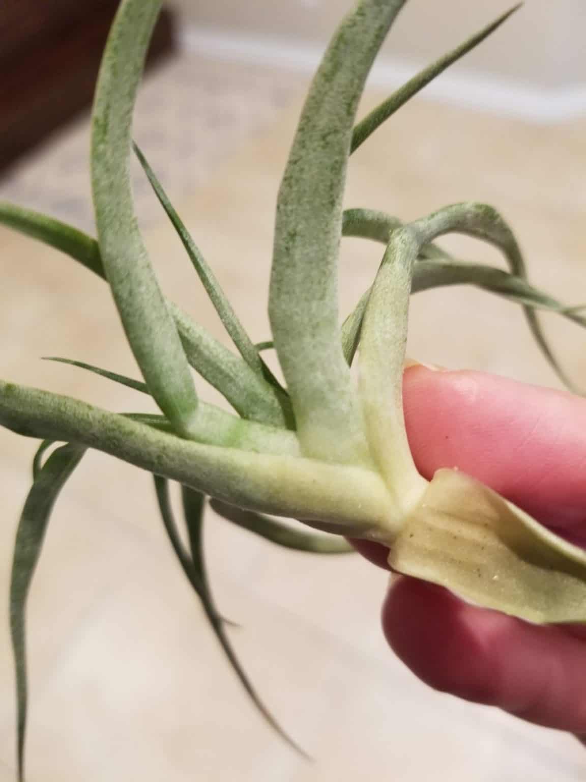 Complete Guide To Air Plants – The Green Experiment Company