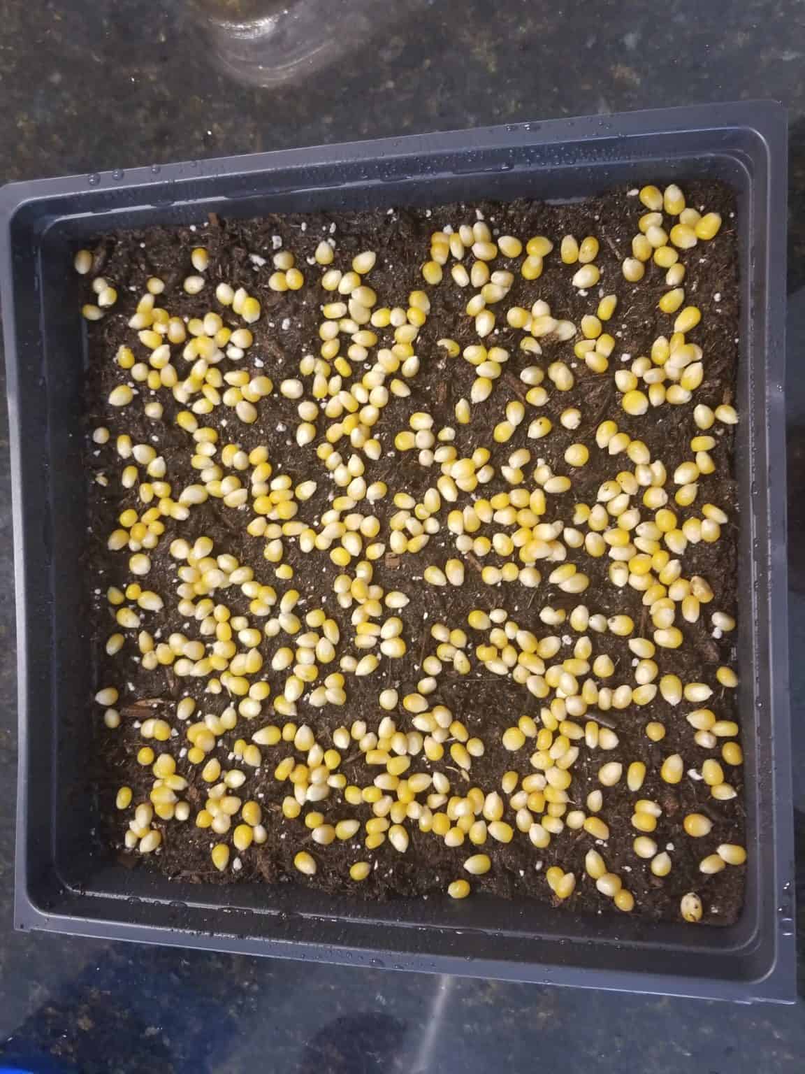 How to Grow Corn Shoots – The Green Experiment Company