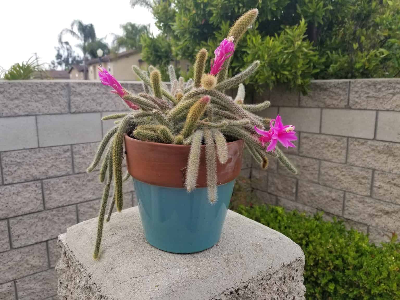 How to Care for Rat-Tail Cactus – The Green Experiment Company
