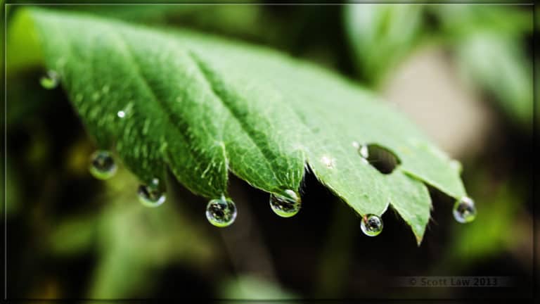 Why Is My Plant Crying? – The Green Experiment Company