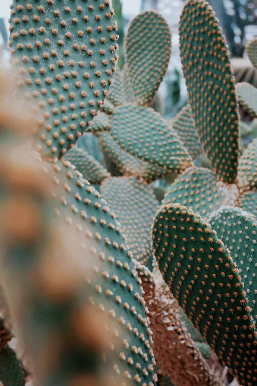 How To Care For Bunny Ear Cactus – The Green Experiment Company