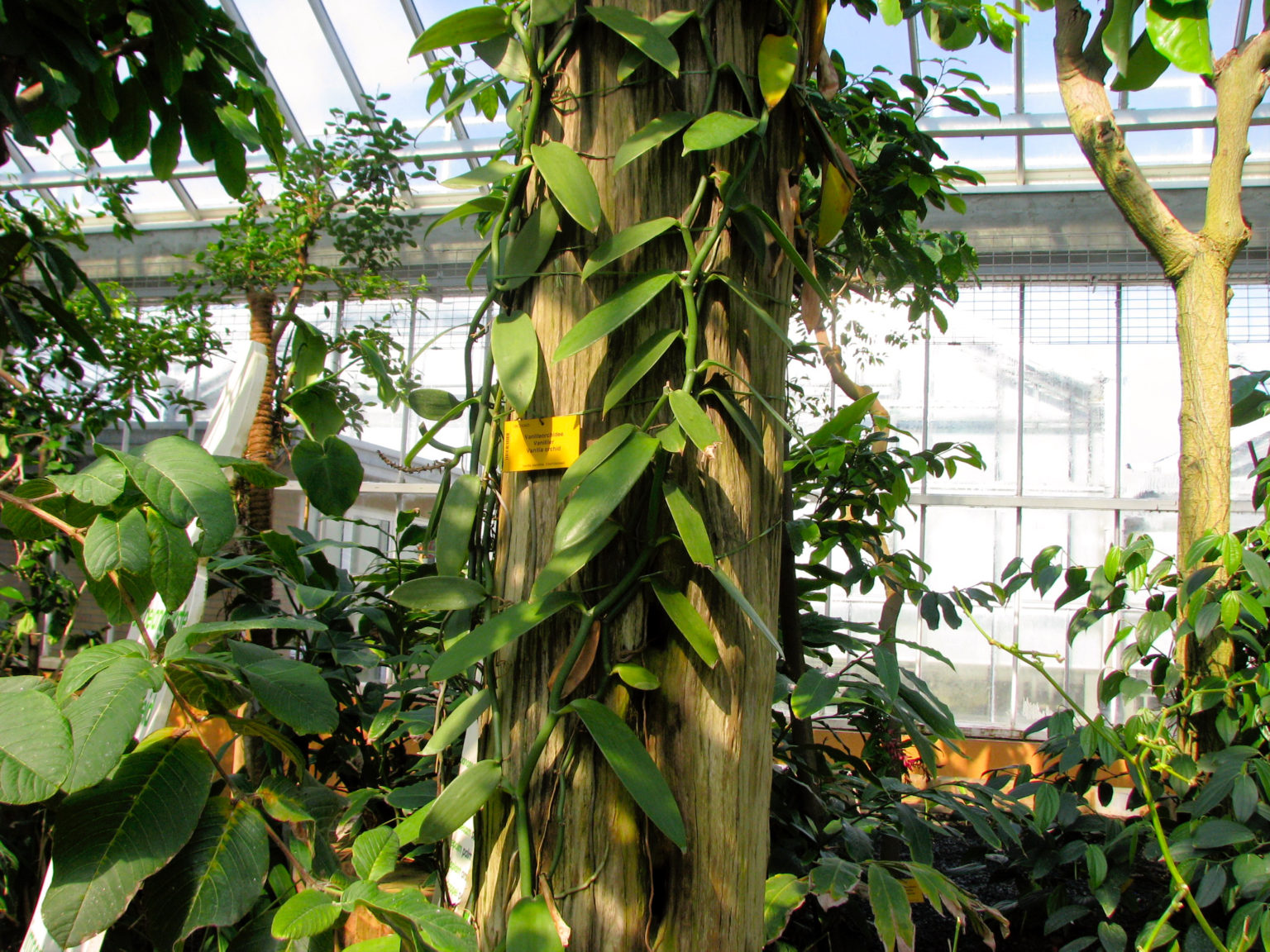 Can You Grow Vanilla Indoors? – The Green Experiment Company