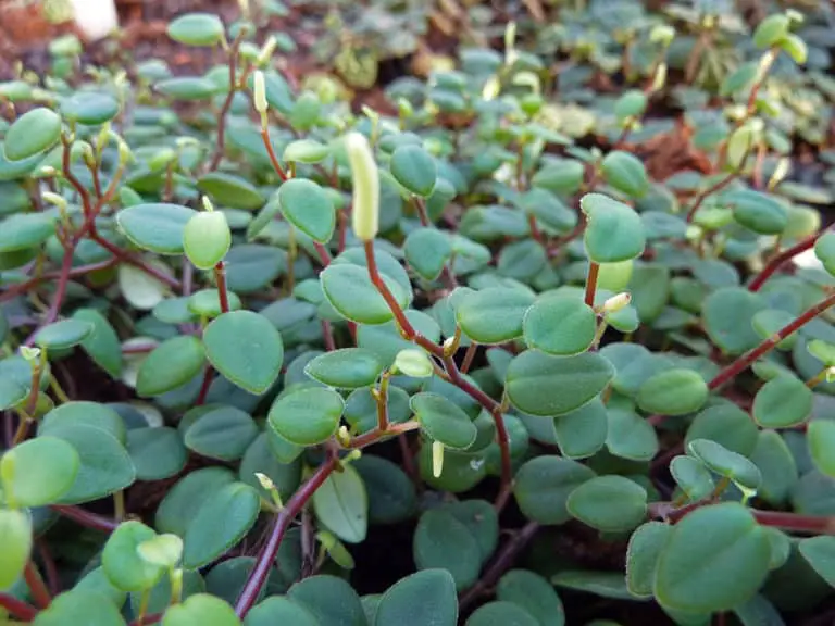 25 Types of Peperomia That Make Great Houseplants – The Green ...