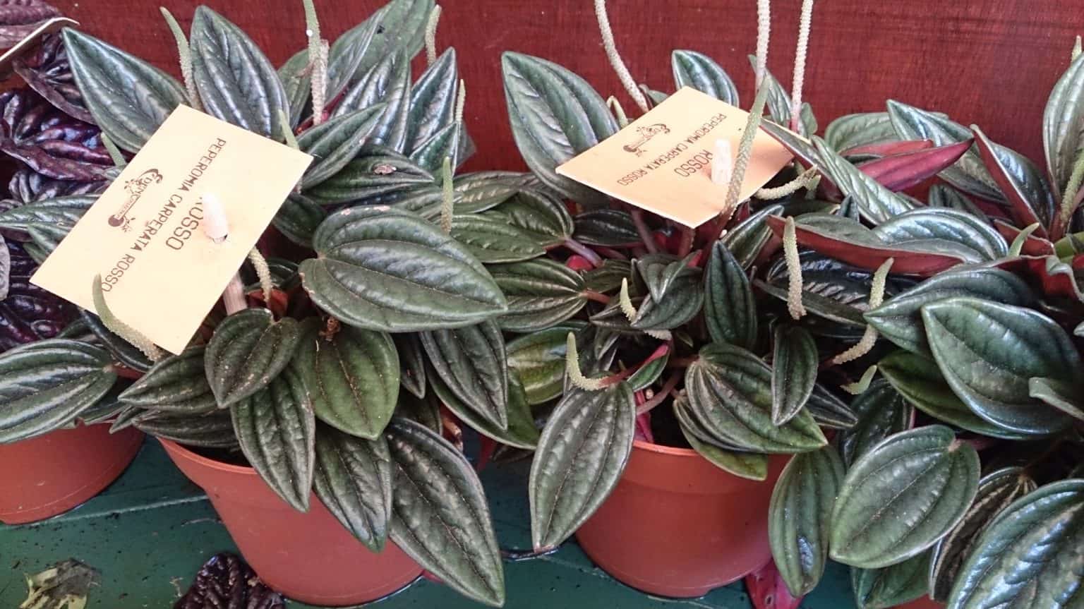 25 Types of Peperomia That Make Great Houseplants – The Green ...
