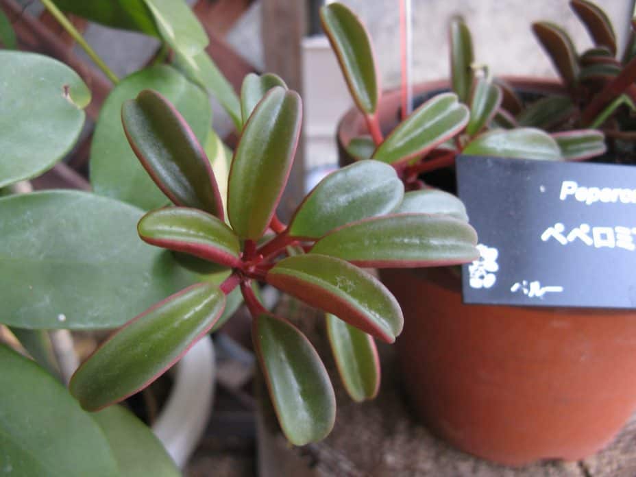 25 Types of Peperomia That Make Great Houseplants – The Green ...