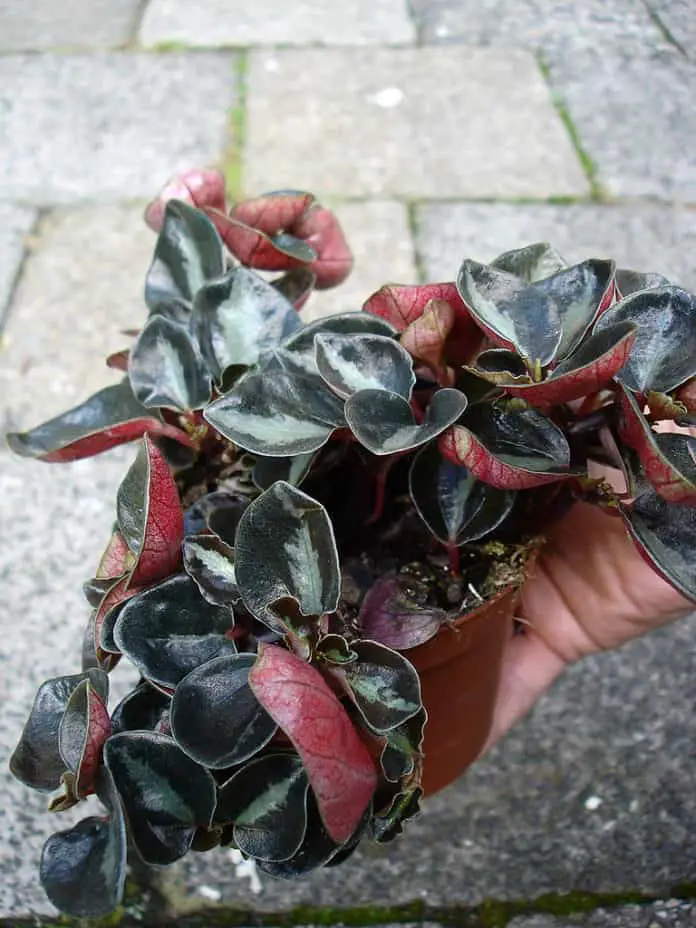 25 Types of Peperomia That Make Great Houseplants – The Green ...