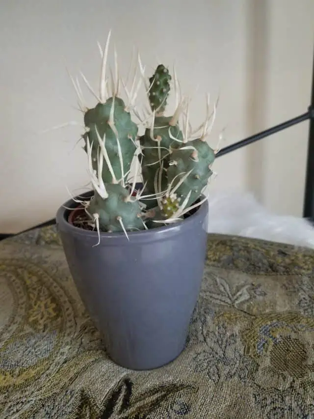 How To Care For Paper Spine Cactus – The Green Experiment Company
