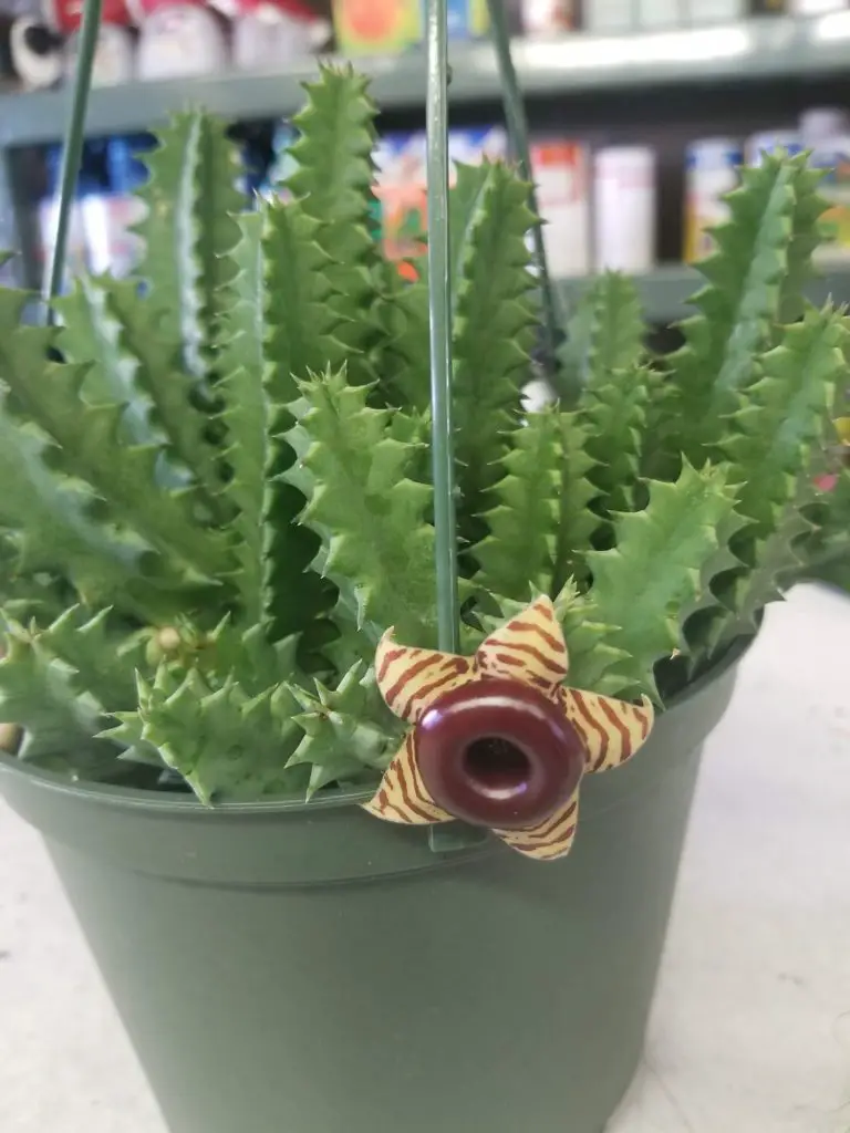 How To Care For Huernias – The Green Experiment Company