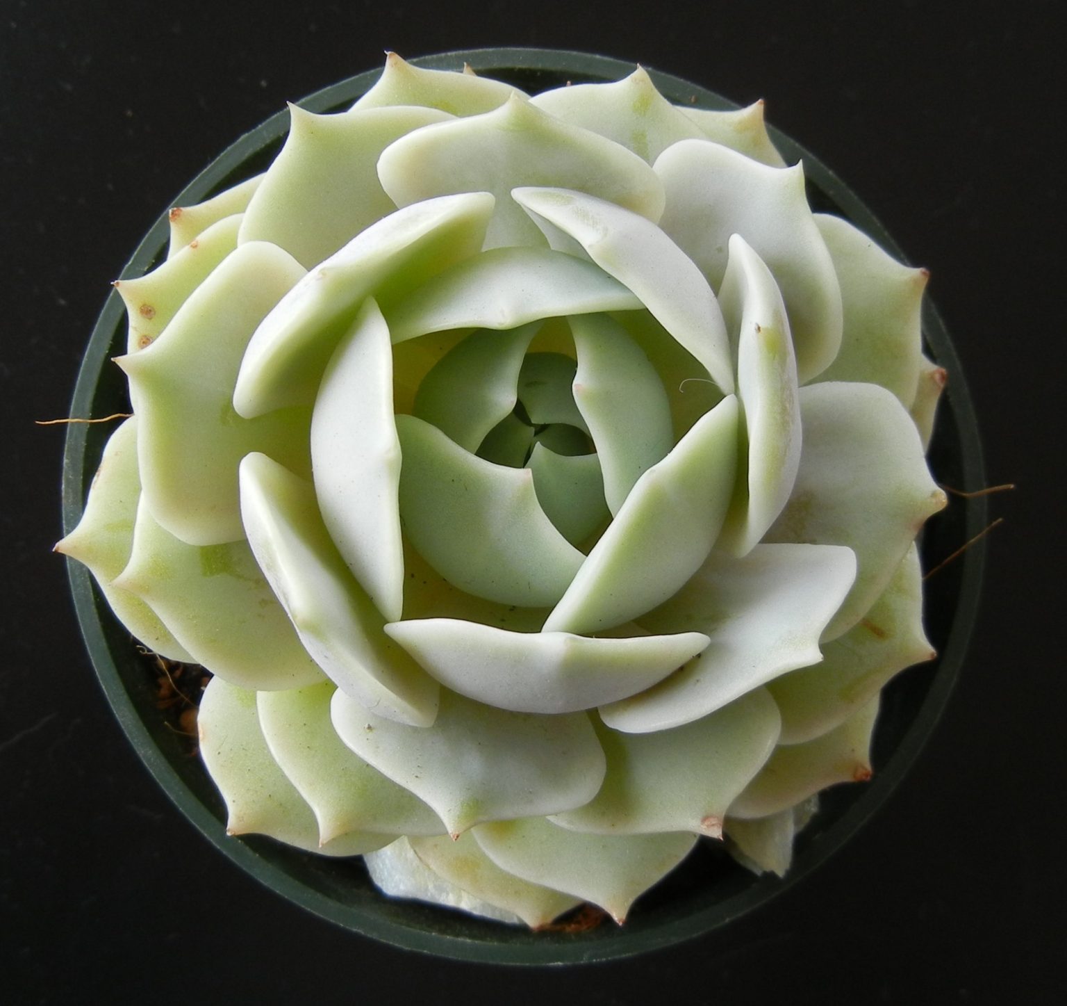 41 Awesome Types of Echeveria (With Pictures) – The Green Experiment ...
