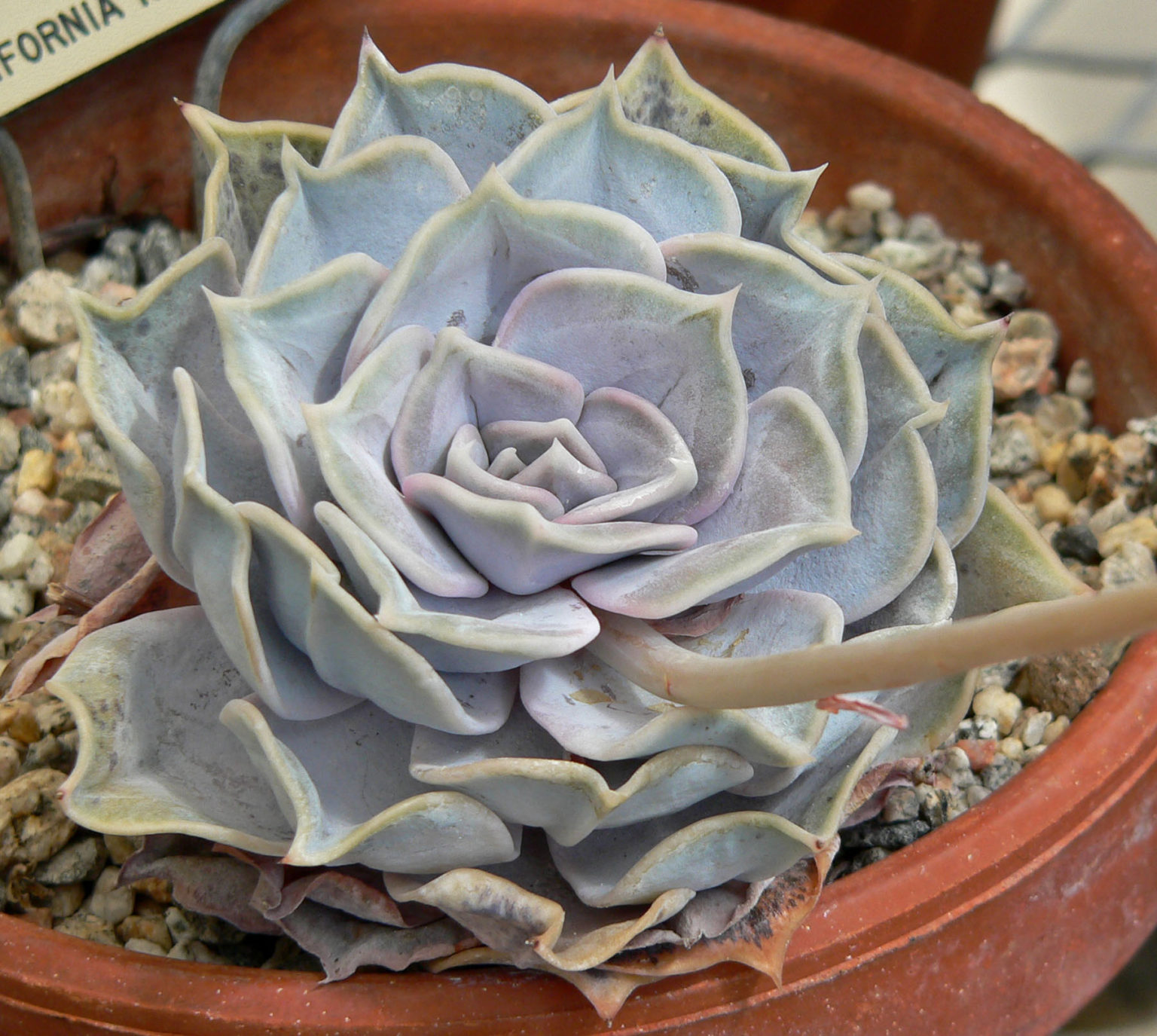 41 Awesome Types of Echeveria (With Pictures) – The Green Experiment ...
