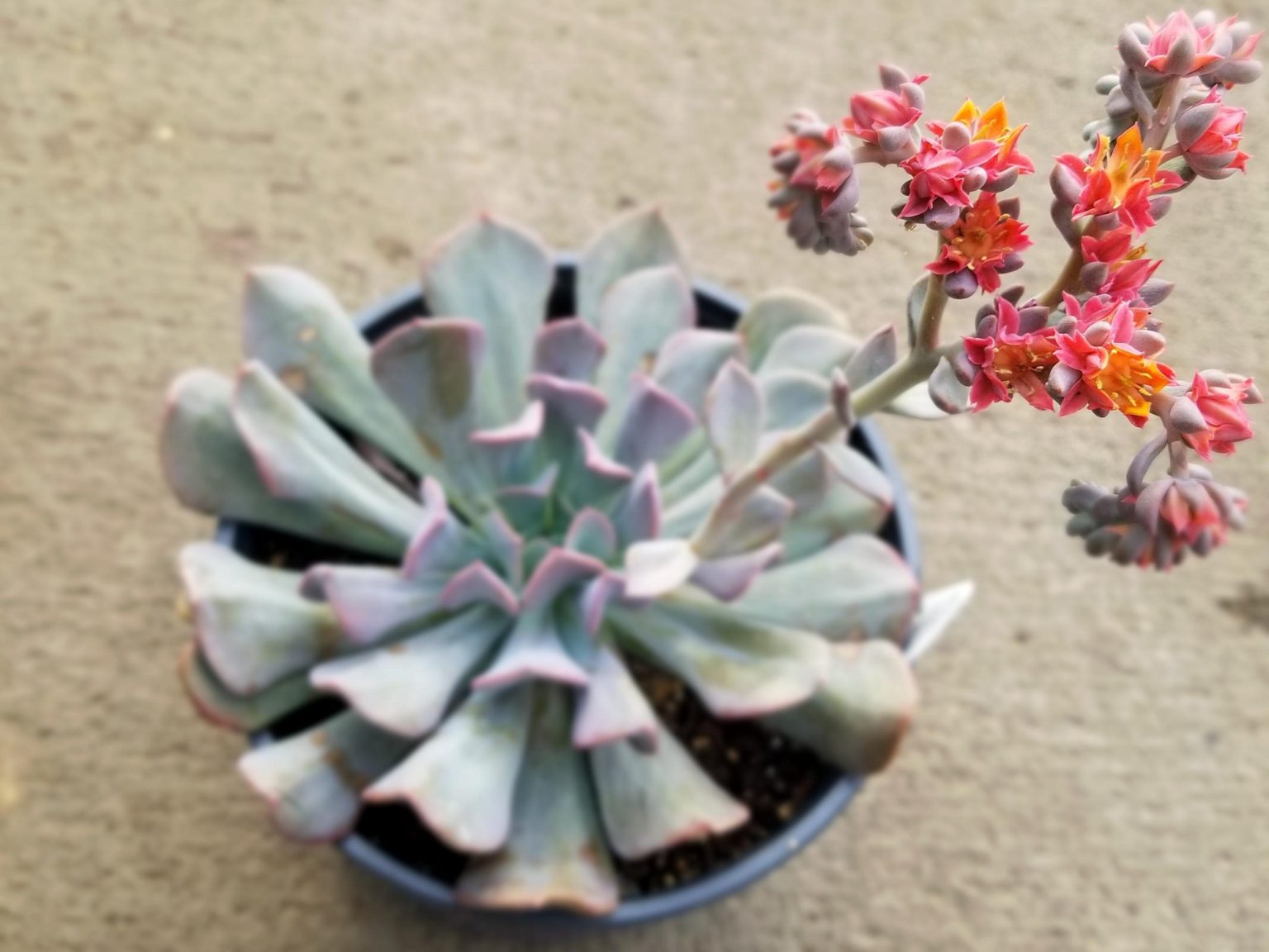41 Awesome Types of Echeveria (With Pictures) – The Green Experiment ...