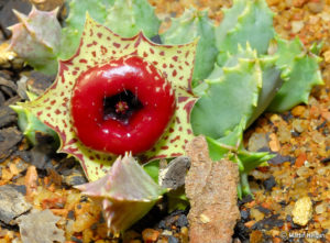 How To Care For Huernias – The Green Experiment Company