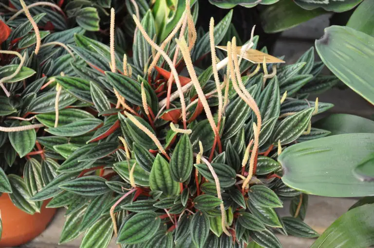 How To Care For Peperomia caperata – The Green Experiment Company